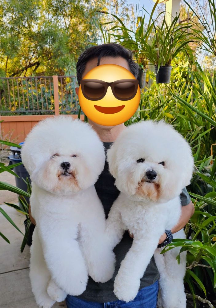 DANDEE DOG GROOMING - Updated January 2026 - 161 Photos & 29 Reviews - 8055 Clairemont Mesa Blvd ...