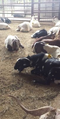 OLD RICHMOND FARM - Updated December 2025 - 11 Reviews - 13235 Old ...