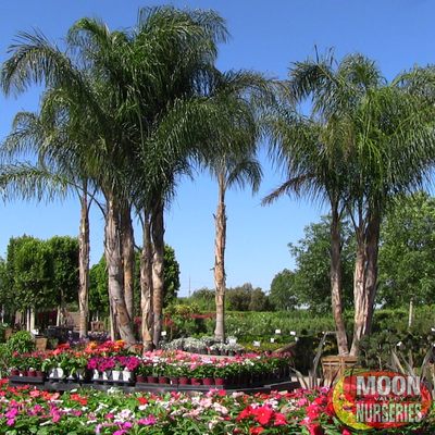MOON VALLEY NURSERIES - Updated October 2025 - 57 Photos & 52 Reviews - 5545 W Hunt Hwy, Queen ...