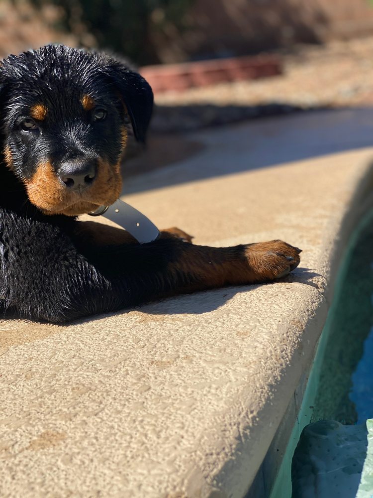 ACOMA ANIMAL CLINIC - Updated April 2024 - 14 Photos & 31 Reviews ...