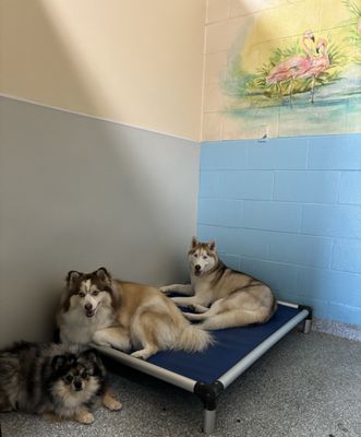 RUFF HOUSE PET RESORT - Updated September 2025 - 231 Photos & 212 ...