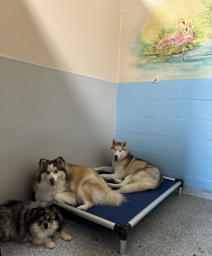 RUFF HOUSE PET RESORT - Updated June 2025 - 222 Photos & 208 Reviews ...