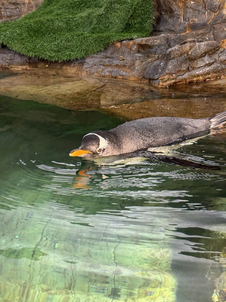 ST. LOUIS ZOO - Updated June 2024 - 16 Photos - 1 Government Dr, St ...