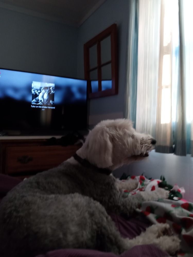 SAVING PAWS ANIMAL RESCUE - Updated December 2025 - N3141 Meade Street ...