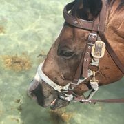 GOLDEN AGE RANCH - St Thomas, Virgin Islands - Horseback Riding - Phone ...