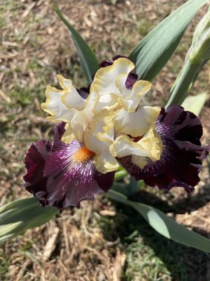 BLOOMER-RANG IRIS FARM - Updated September 2025 - 20 Photos - 9424 S ...
