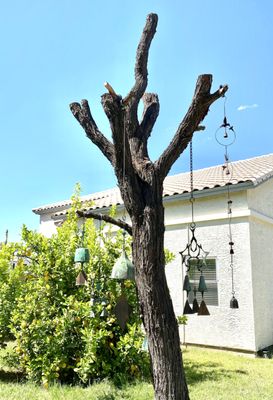 TREE PROS - Updated August 2025 - 52 Photos & 224 Reviews - 2836 W ...