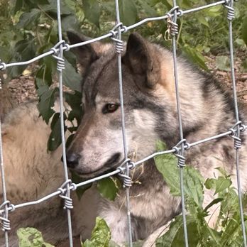 THE WOLF SANCTUARY OF PA - Updated September 2024 - 279 Photos & 110 ...