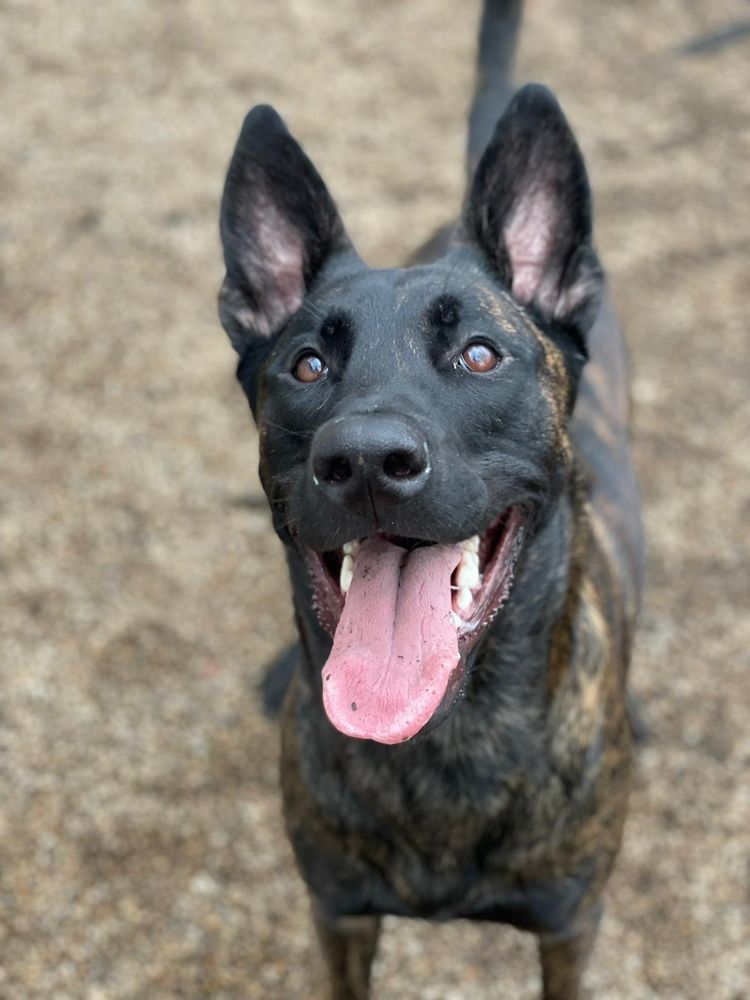 THE GOLD LEASH PET HOTEL & DAYCARE - Updated December 2025 - 119 Photos ...