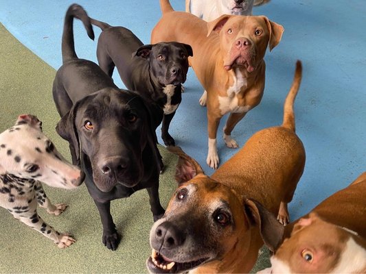 CHANDLER DOGS 24/7 - Updated July 2025 - 129 Photos & 151 Reviews ...