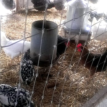 KLINE CREEK FARM - Updated June 2026 - 247 Photos & 15 Reviews - 1N600 ...