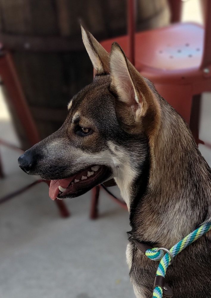 CONSISTENT K9 TRAINING - Updated August 2025 - 34 Photos & 16 Reviews - Roseville, California ...