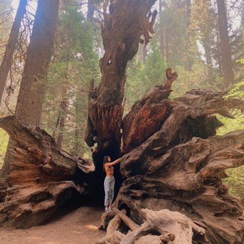 CALAVERAS BIG TREES STATE PARK - 1058 Photos & 337 Reviews - 1170 E Hwy ...