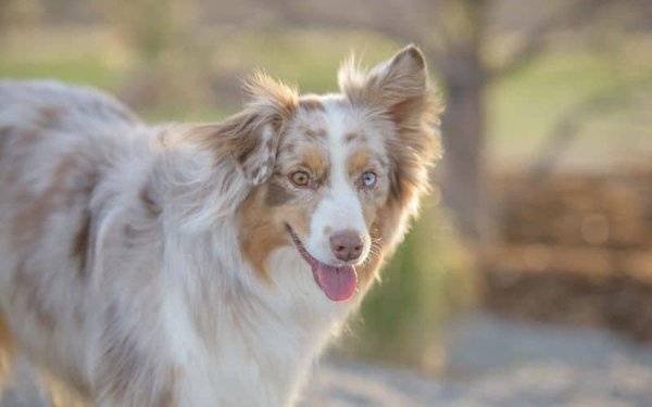 THE RALEIGH HOUSE - DENVER - Updated August 2025 - 45 Photos & 19 ...