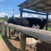 CRAZY DINGO BREWING - 79 Photos & 37 Reviews - 8500 Penzance Blvd, Fort ...