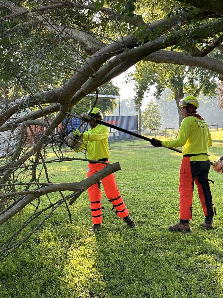 APEX TREE CARE - Updated September 2025 - Lafayette, Louisiana - Tree Services - Phone Number - Yelp
