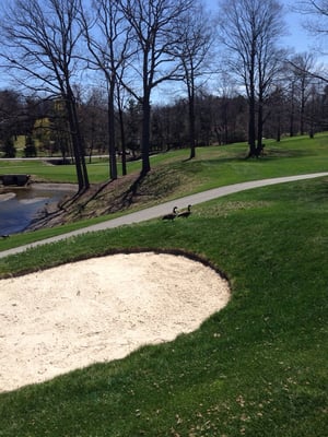 MANAKIKI GOLF COURSE-CLEVELAND METROPARKS - 12 Reviews - 35501 Eddy Rd ...