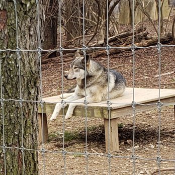 THE WOLF SANCTUARY OF PA - Updated August 2024 - 278 Photos & 106 ...