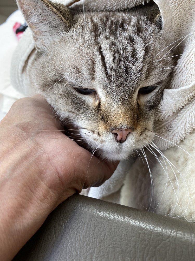 BOISE CAT CLINIC - Updated December 2025 - 31 Reviews - 506 N Latah St ...