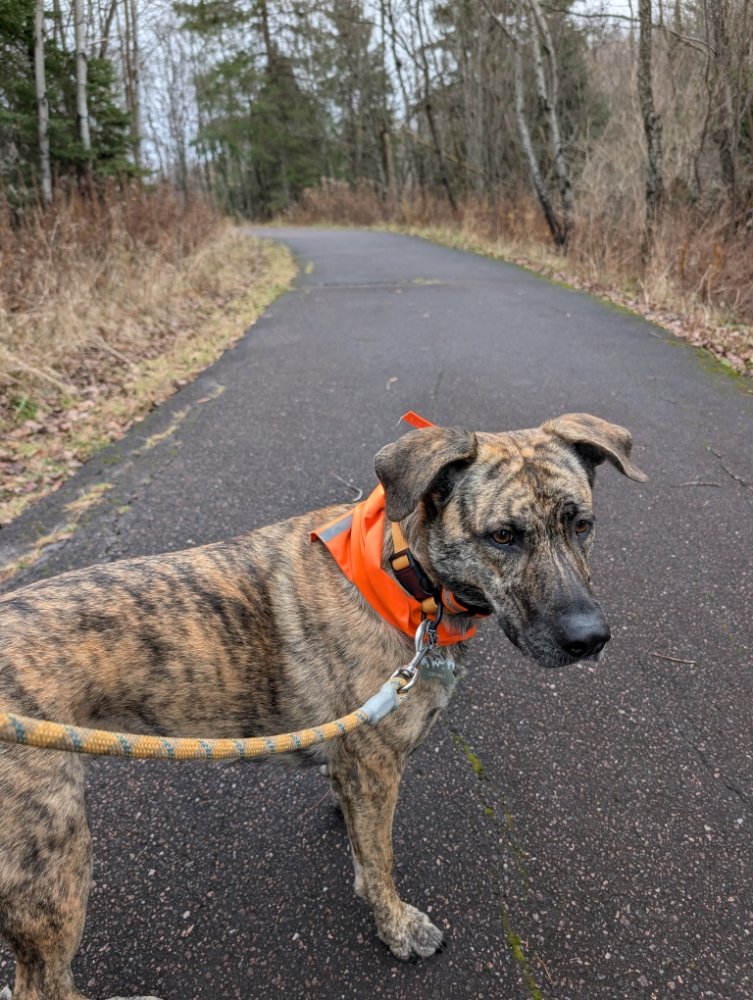 WILD TAILS - Updated January 2025 - Request a Quote - Huntsville ...