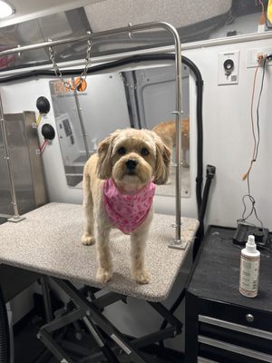 FURRY LAND MOBILE GROOMING - PHILADELPHIA - Updated May 2026 - 35 ...