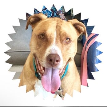 SAN RAMON VETERINARY HOSPITAL - Updated June 2025 - 125 Photos & 342 ...