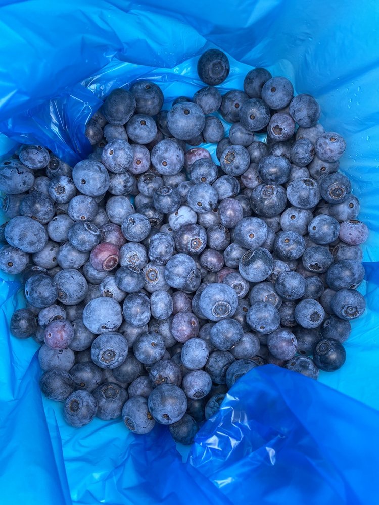 SPRINKLE’S BLUEBERRY FARM - Updated June 2024 - 2291 Trinidad Ln ...