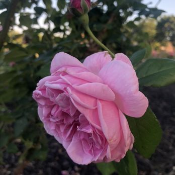 MAPLEWOOD ROSE GARDEN - Updated October 2025 - 109 Photos & 11 Reviews ...