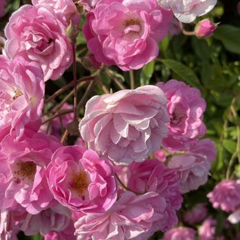 MAPLEWOOD ROSE GARDEN - Updated October 2025 - 109 Photos & 11 Reviews ...