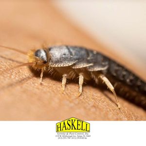 PESTBEAR - Updated December 2025 - 33 Photos & 83 Reviews - 3930 Tampa ...