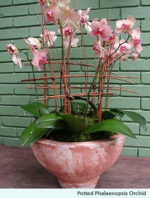 POLLEN - Updated August 2025 - 12 Reviews - 432 E Paces Ferry Rd NE ...