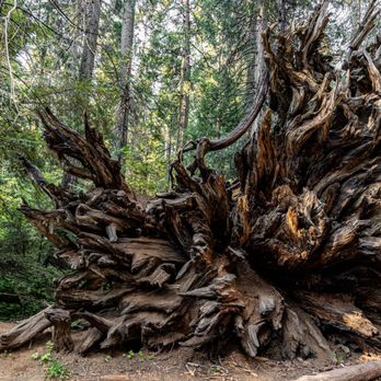 CALAVERAS BIG TREES STATE PARK - Updated June 2024 - 1087 Photos & 344 ...