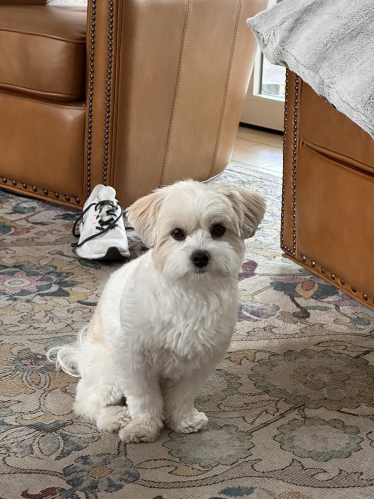 PUPPY PARADISE - Updated October 2025 - 75 Photos & 12 Reviews - Morgan ...