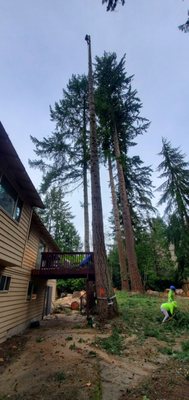 ALEX TREE SERVICE - Updated October 2025 - 24 Photos & 10 Reviews - 744 ...