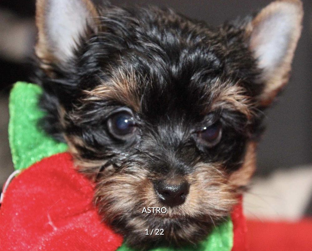 EXTREME PUPPY LOVERS - Updated January 2025 - 7409 Walker Mill Dr ...