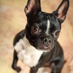 THE BUFF PUP & SPIFFY CAT - 10 Reviews - Pet Groomers - 277 Green Bay ...