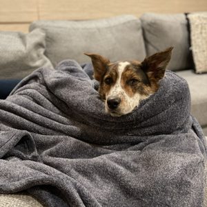 PAWS ON THE RUN - Updated July 2025 - 112 Photos & 57 Reviews - Fremont ...