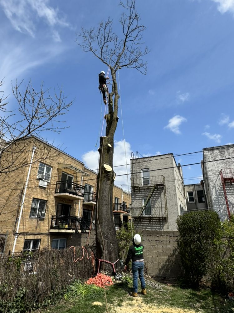 POWER TREE REMOVAL - Updated December 2025 - 129 Photos & 34 Reviews ...