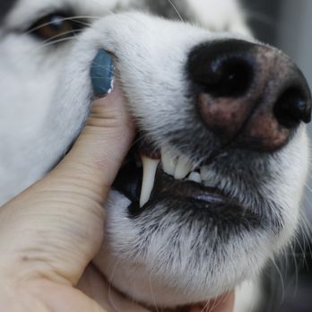 K-9 SMILES - Updated November 2025 - 63 Photos & 77 Reviews - 80 Garden ...