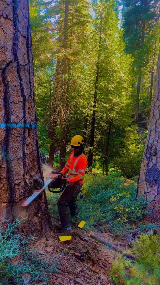 JP TREE SERVICE - Updated July 2025 - Placerville, California - Tree Services - Phone Number - Yelp