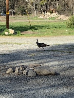 SEQUOIA RV RANCH - Updated March 2025 - 132 Photos & 107 Reviews ...