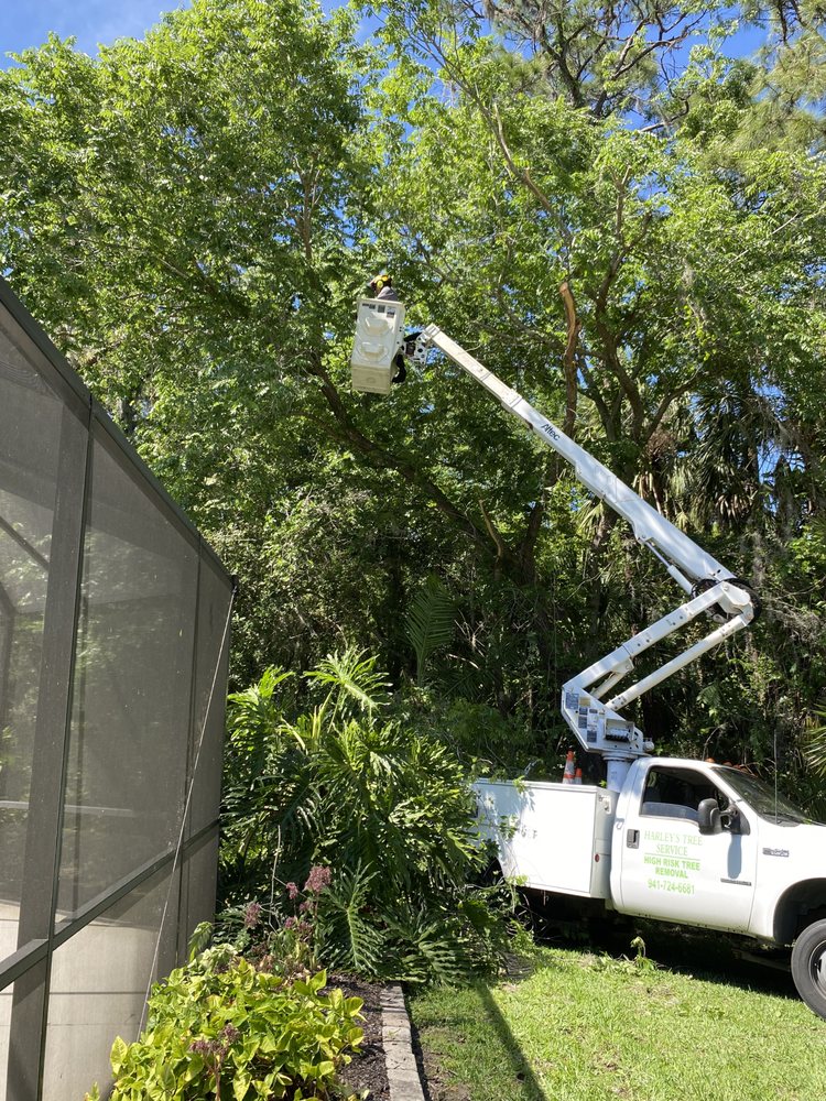 HARLEY’S TREE SERVICE - Updated July 2025 - 32 Photos - Sarasota ...