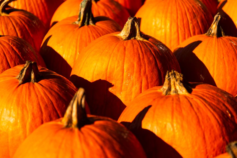 KEYES PERENNIAL FARM AND NURSERY - TEMP. CLOSED - Updated December 2025 ...