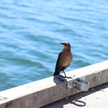 SHADOW CLIFFS REGIONAL RECREATION AREA - Updated May 2025 - 257 Photos ...