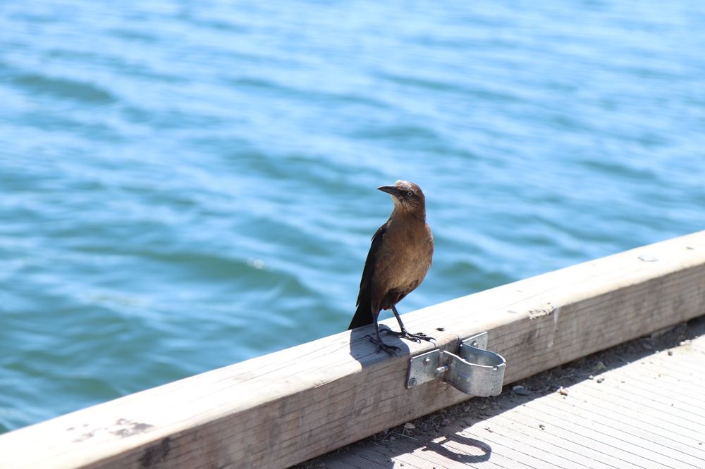 SHADOW CLIFFS REGIONAL RECREATION AREA - Updated June 2024 - 197 Photos ...