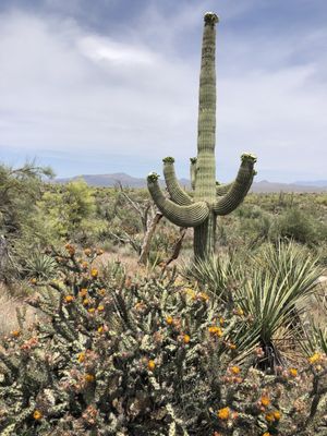 BROWN’S RANCH TRAILHEAD - 295 Photos & 37 Reviews - 30301 N Alma School ...