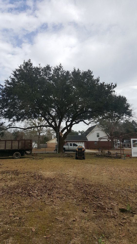 BOB ROSS TREE SERVICE - Updated December 2025 - 1406 E Olive Rd ...