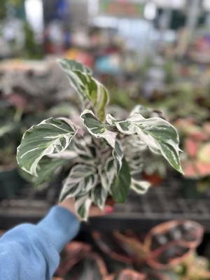 PAT’S FARMS GARDEN CENTER - Updated January 2026 - 71 Photos - 1126 ...