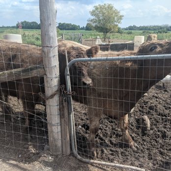 CARMA FARMS - Updated December 2025 - 72 Photos & 19 Reviews - 11471 ...