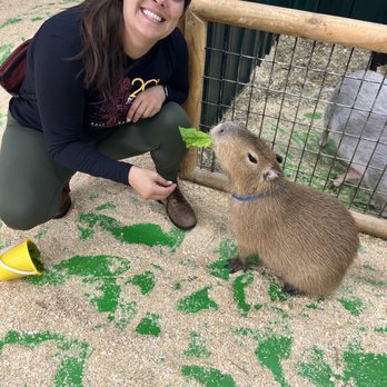 DEBBIE DOLITTLE’S PETTING ZOO - Updated May 2025 - 389 Photos & 198 ...